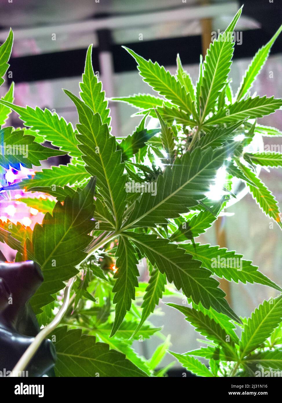 Marijuana grow room hi-res stock photography and images - Alamy