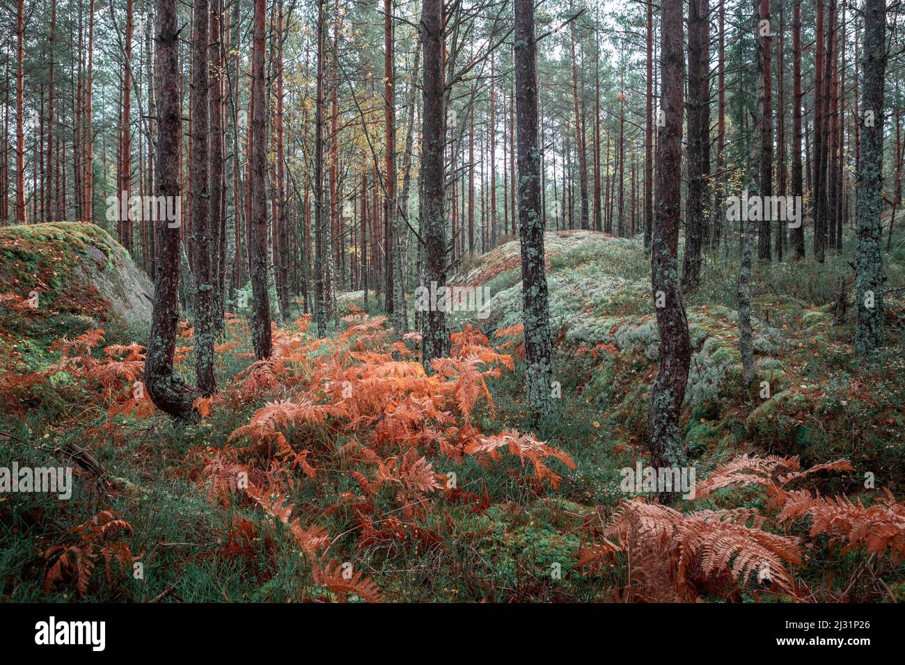 Ferns in autumn in the forest of Tiveden National Park in Sweden Stock ...