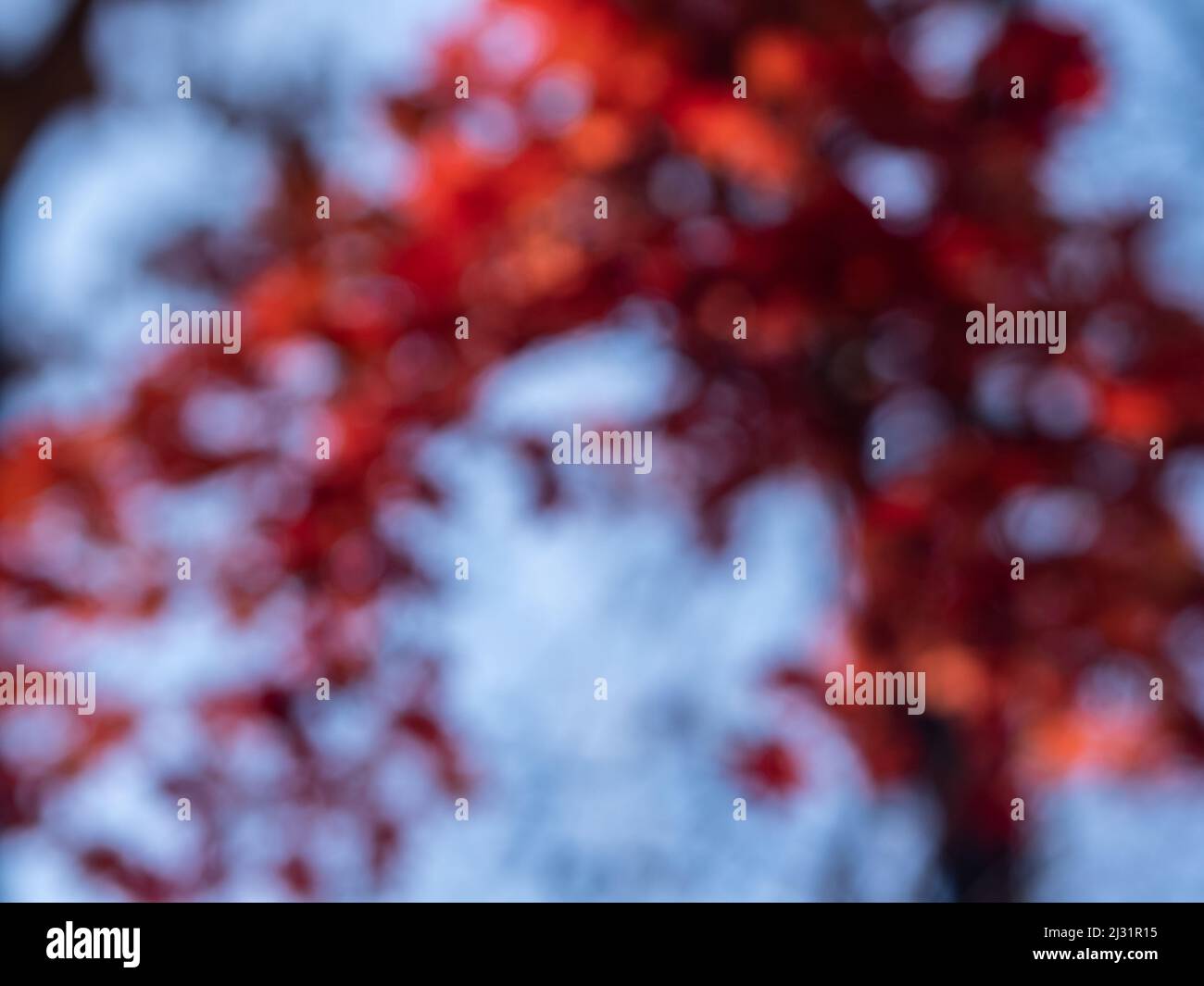 Colorful autumn bokeh - nature background Stock Photo - Alamy
