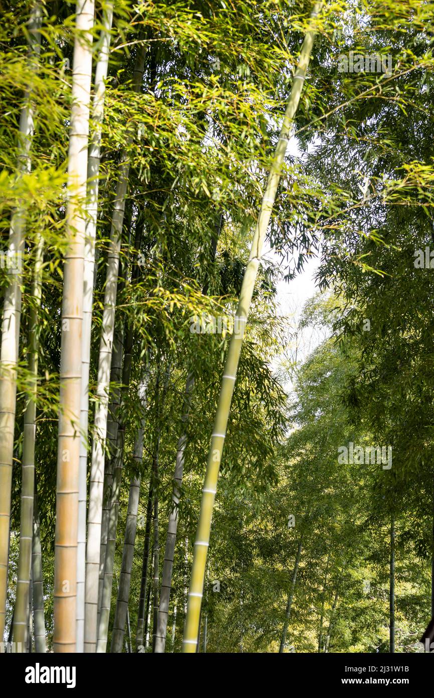 There was a place where a lot of bamboo was growing, so I took a ...