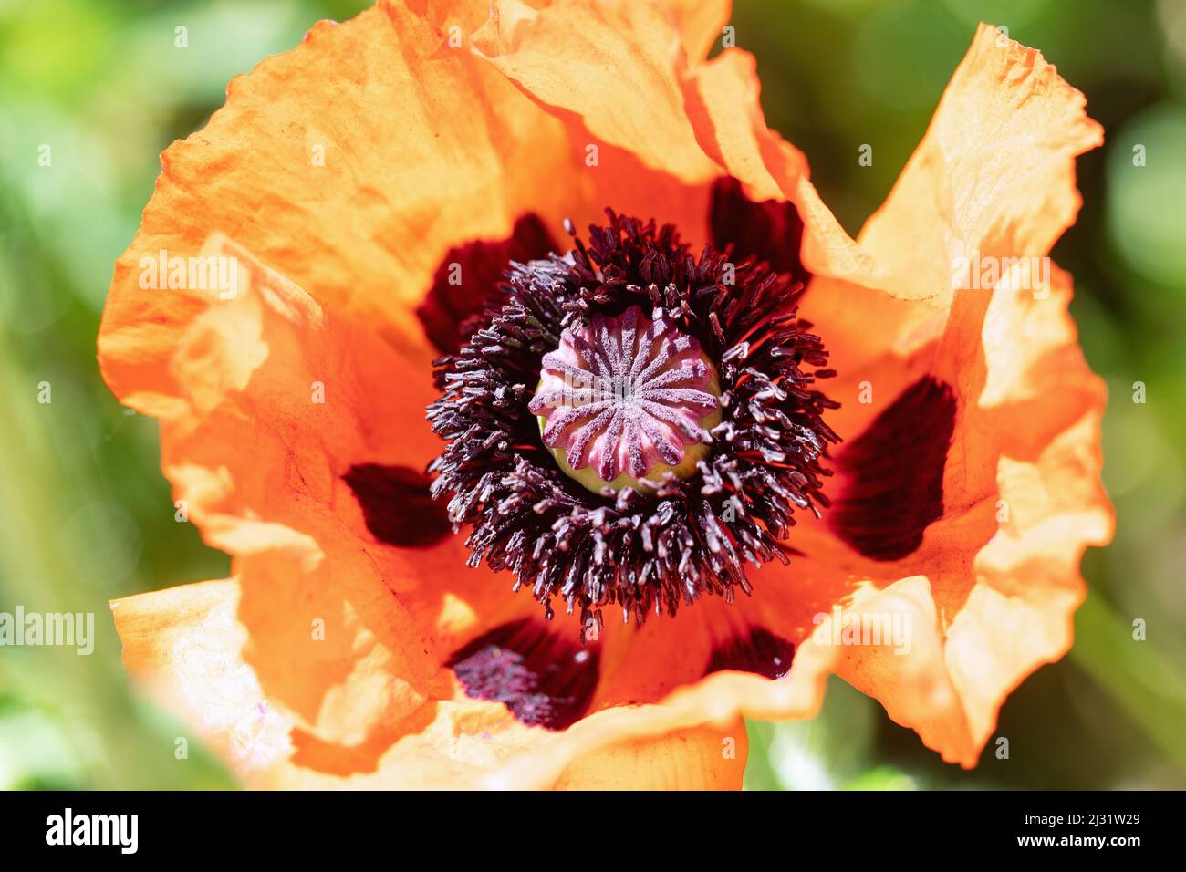 Turkish poppy, Papaver orientale, flower Stock Photo - Alamy