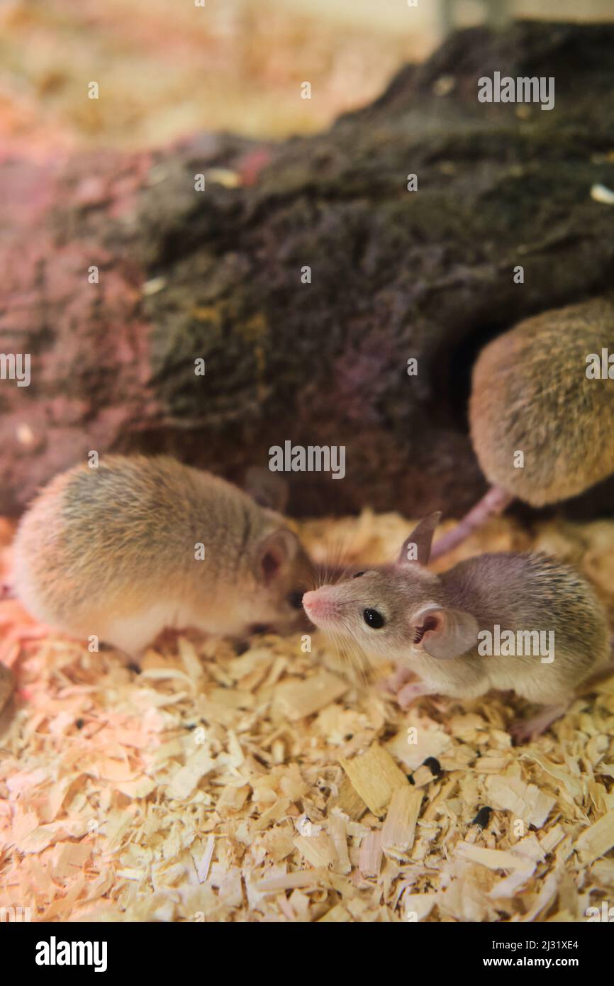 Mouse under its tail hi-res stock photography and images - Alamy