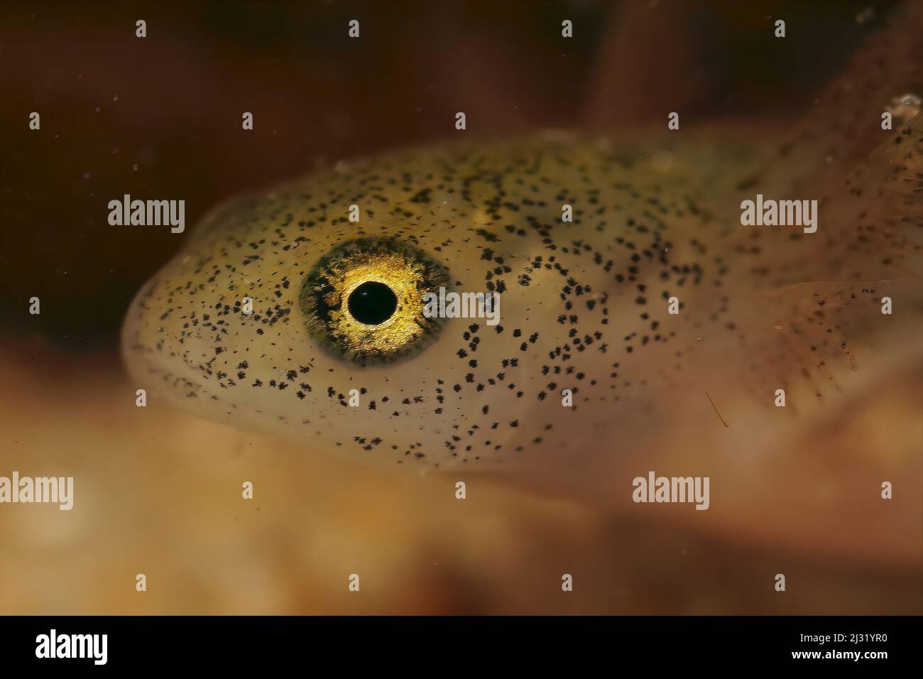 Macro closeup on the head and gills of a larvae of the Italian newt ...