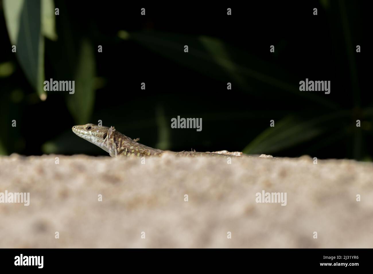 FemaleMaltese Wall Lizard, or Filfola Lizard, Podarcis filfolensis ...