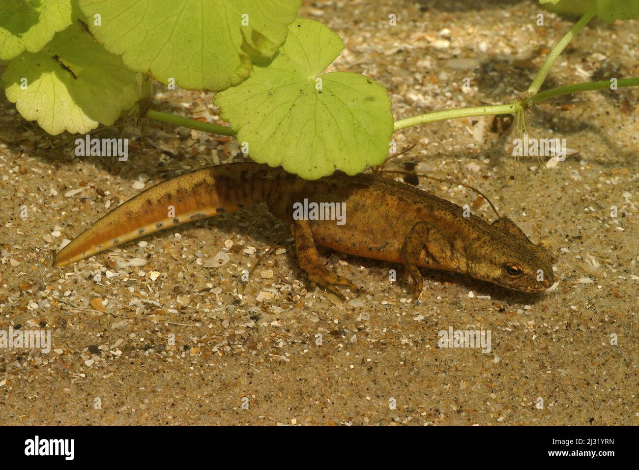 Closeup on an colorful aquatic adult female Carpathian newt ...