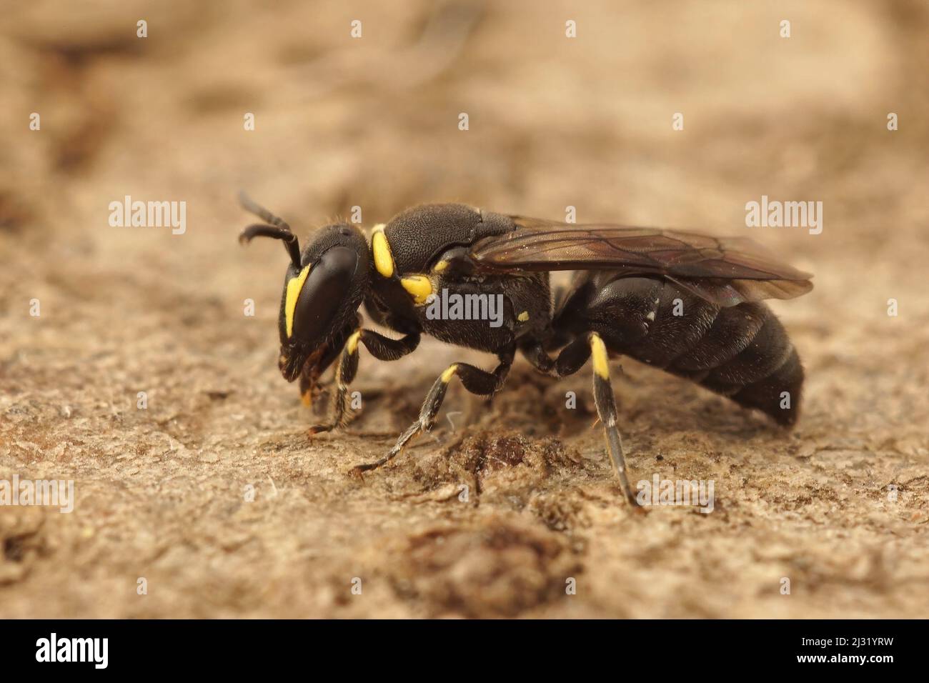 Detailed closeup on a mediterranean yellow faced masked bee, Hylaeus ...