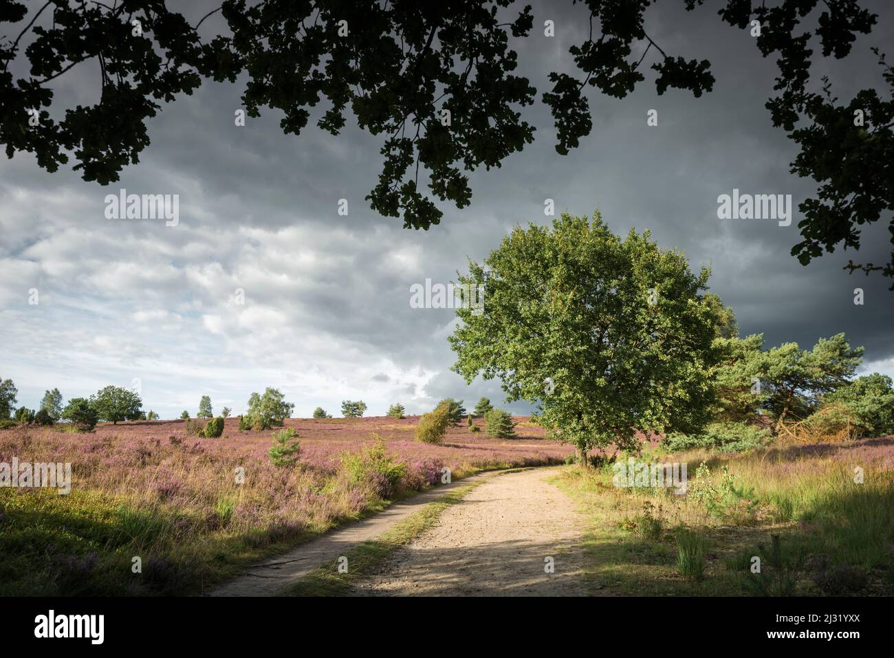 Lüneburg Heath near Wilsede, Lower Saxony, Germany, Europe Stock Photo ...