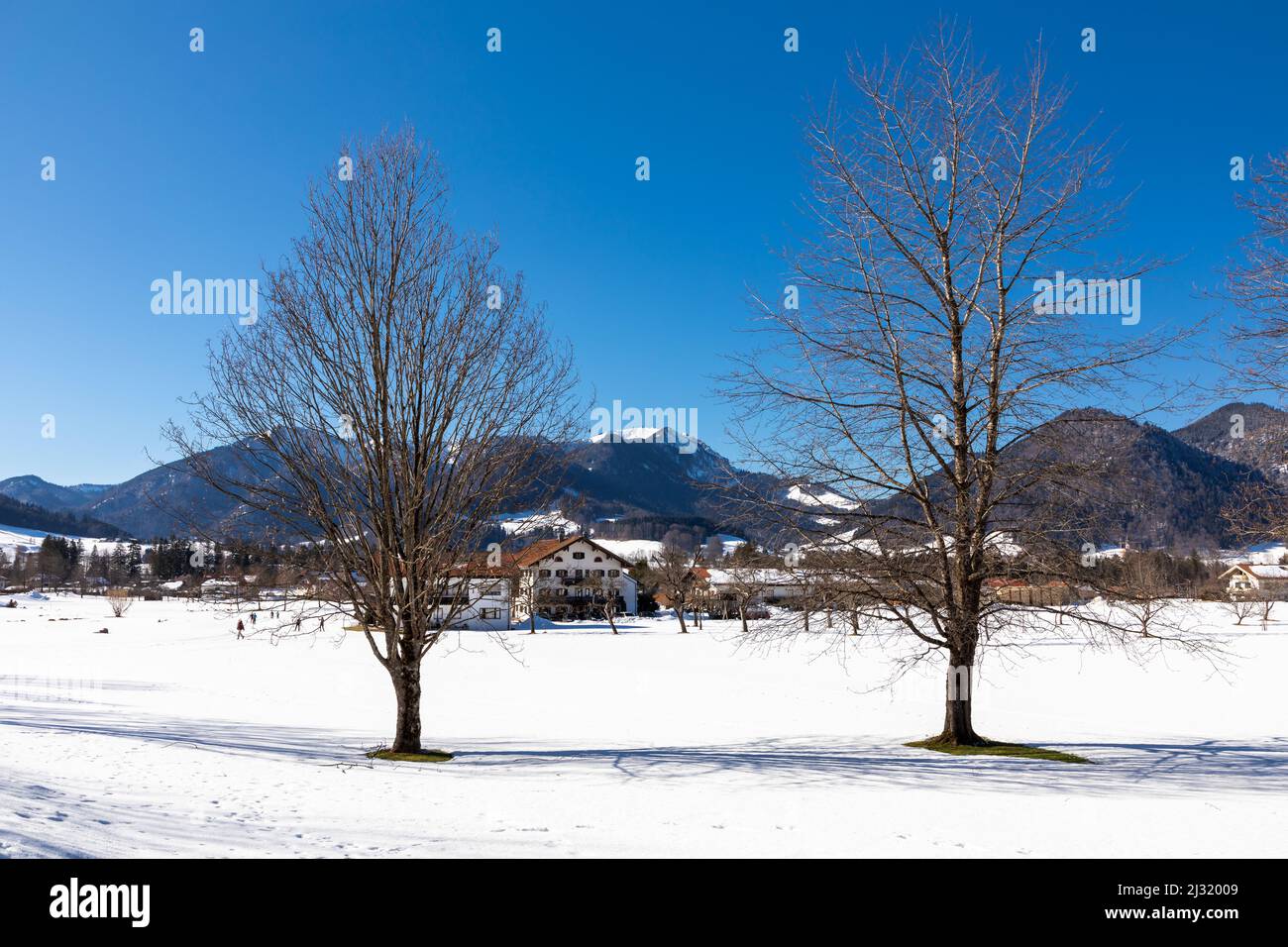 Trees in snowy Ruhpolding, Bavaria, Germany in front of mountain ...