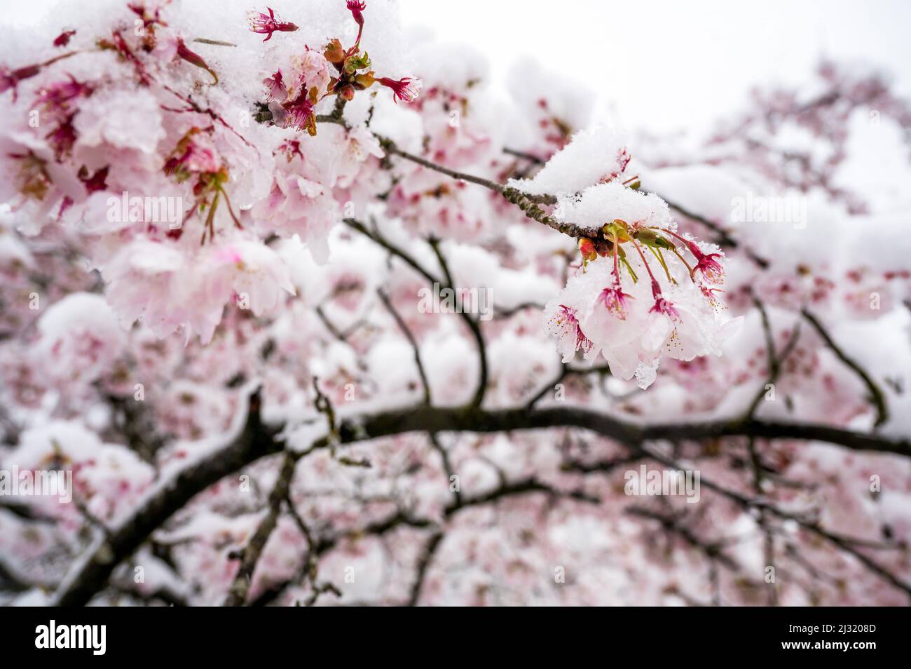 Schnee spring hi-res stock photography and images - Alamy