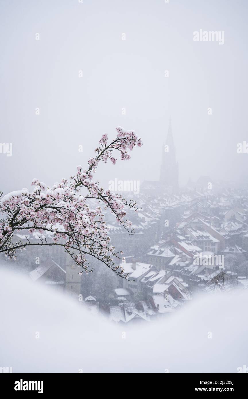 oldtown of Bern in misty snow during cherry blossom Stock Photo - Alamy