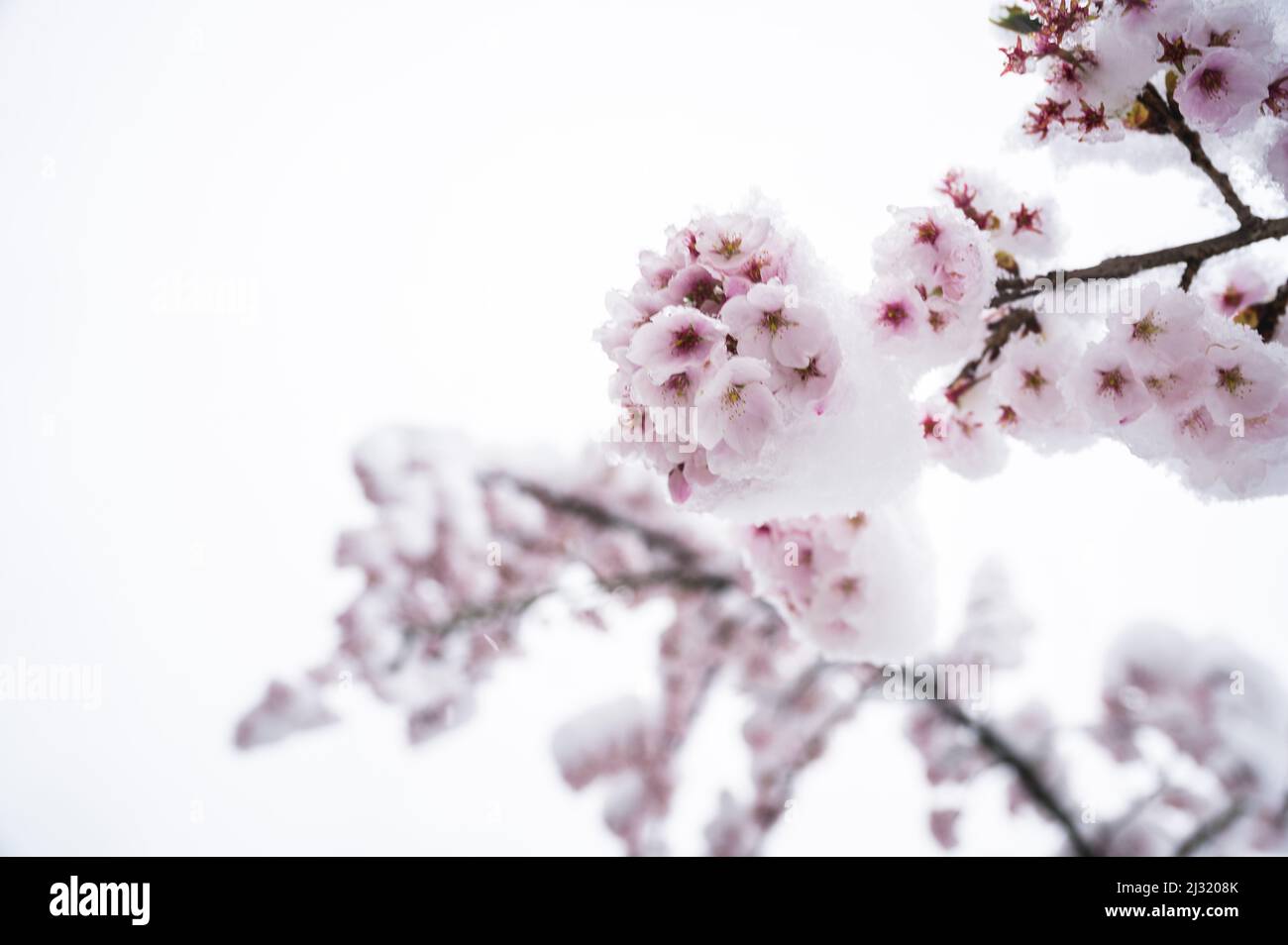 branch during cherry blossom in snow during an onset of winter Stock ...