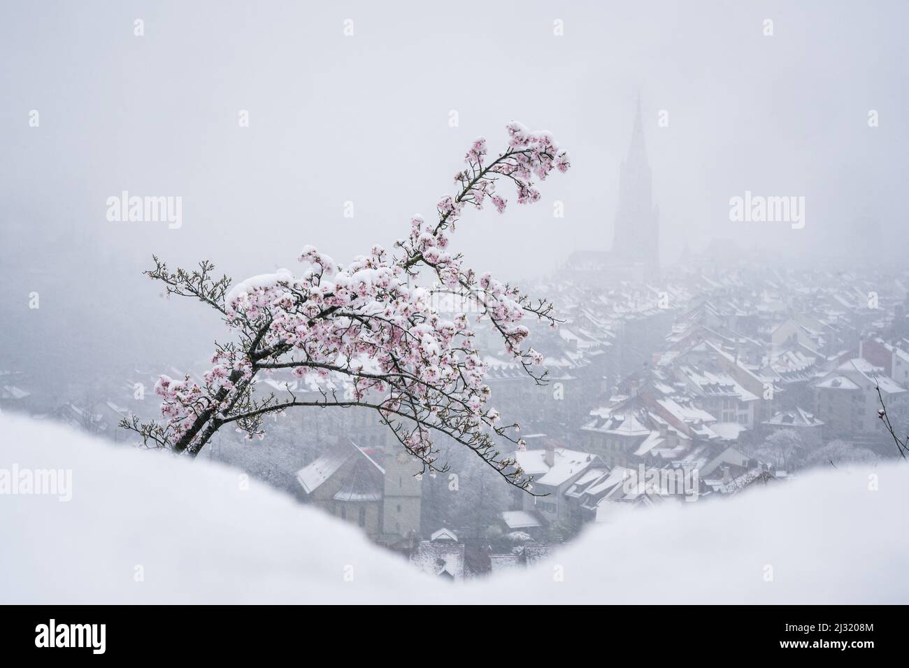 oldtown of Bern in misty snow during cherry blossom Stock Photo - Alamy