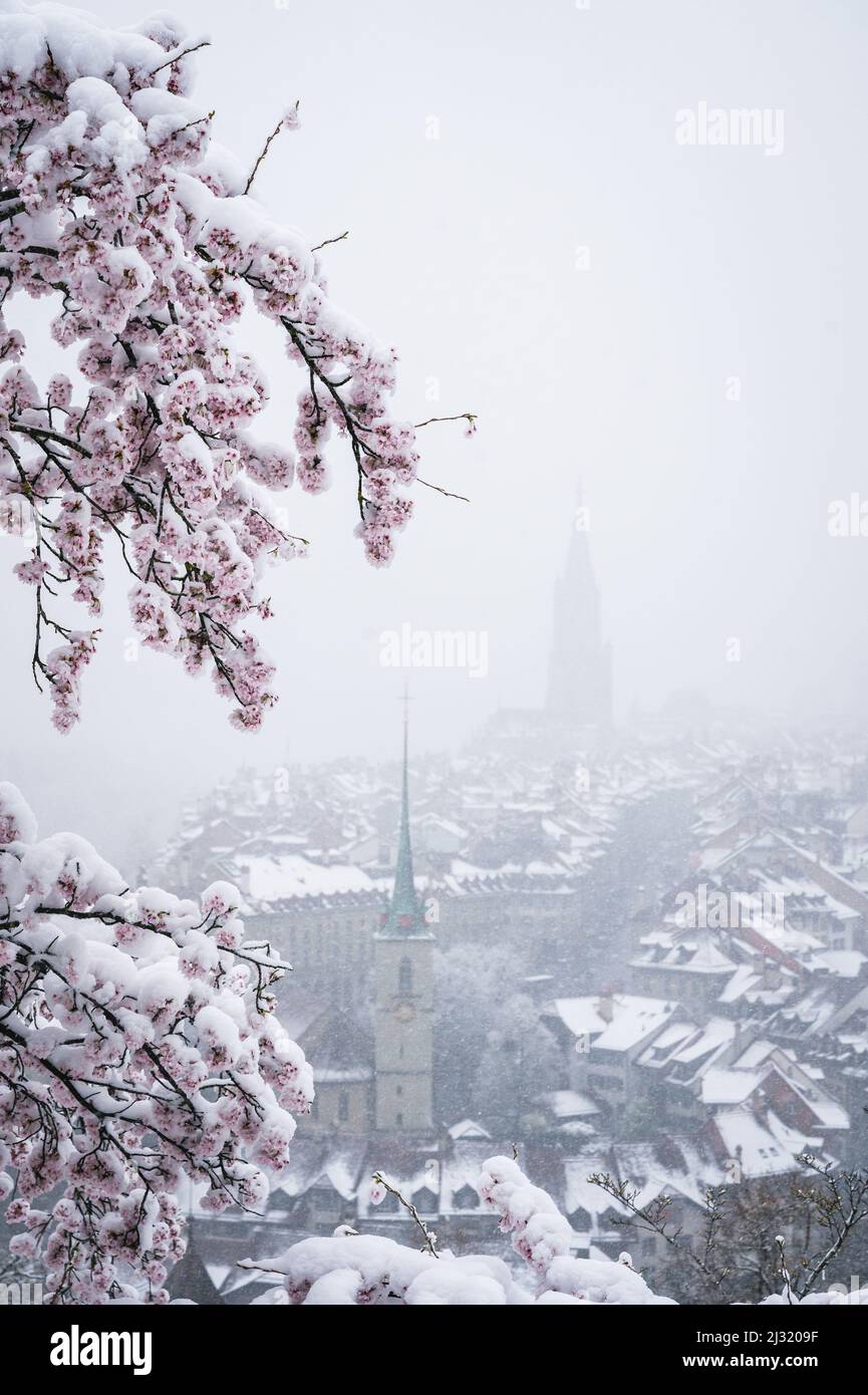 cherry blossom in snow in Bern Stock Photo - Alamy