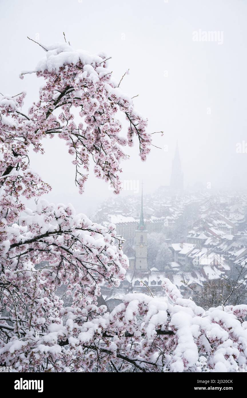 Cherry Tree In Winter