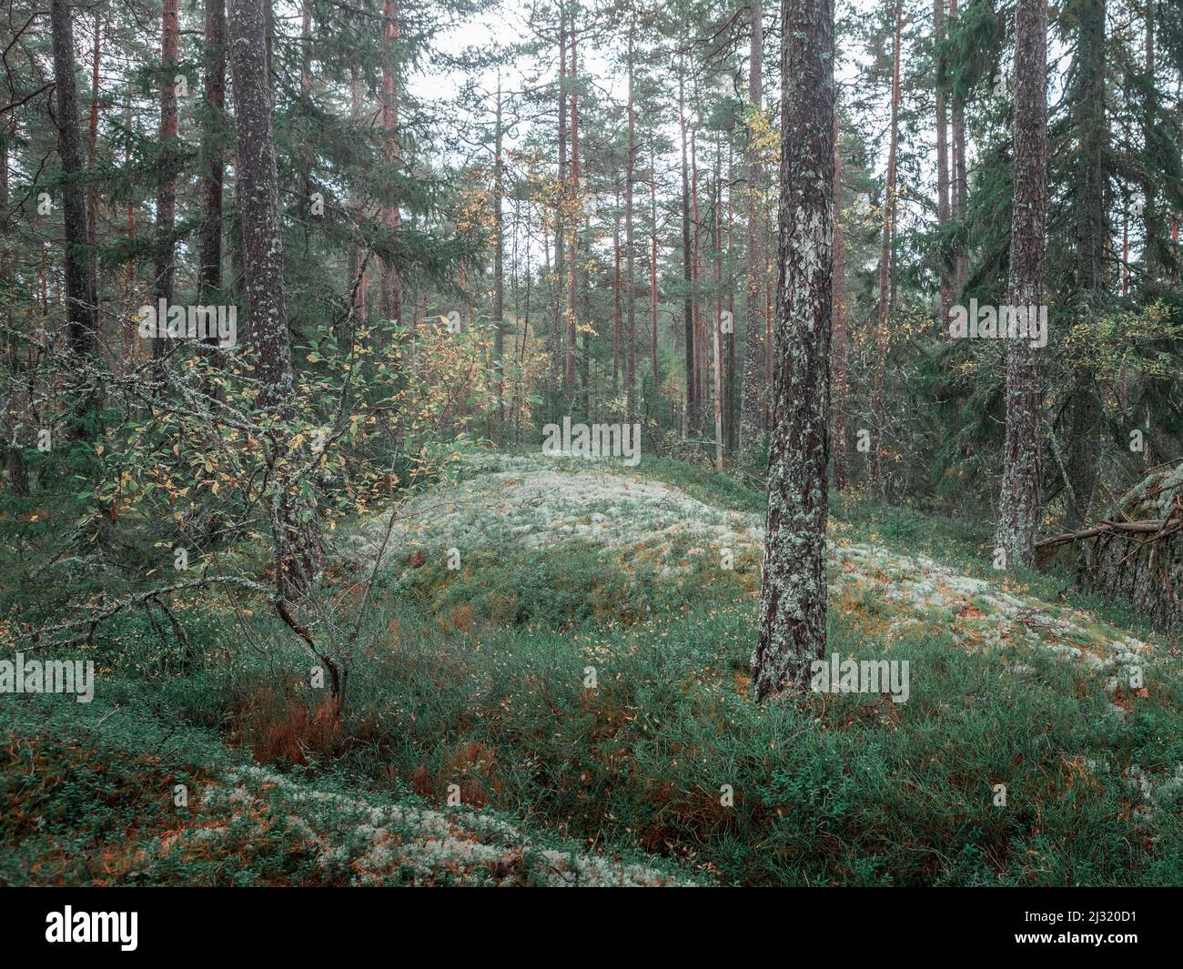 Forest of Tiveden National Park in Sweden Stock Photo - Alamy