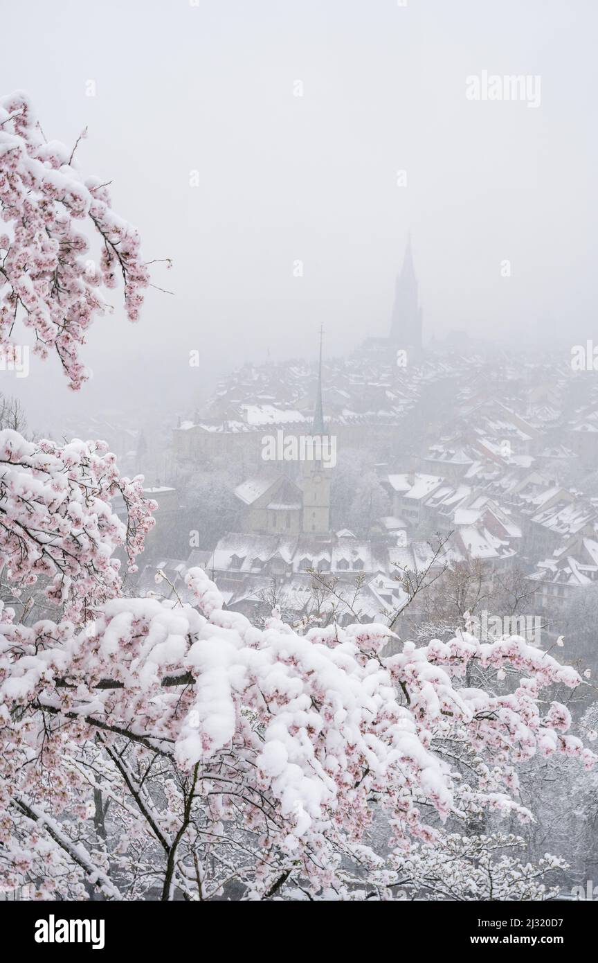 oldtown of Bern in misty snow during cherry blossom Stock Photo - Alamy