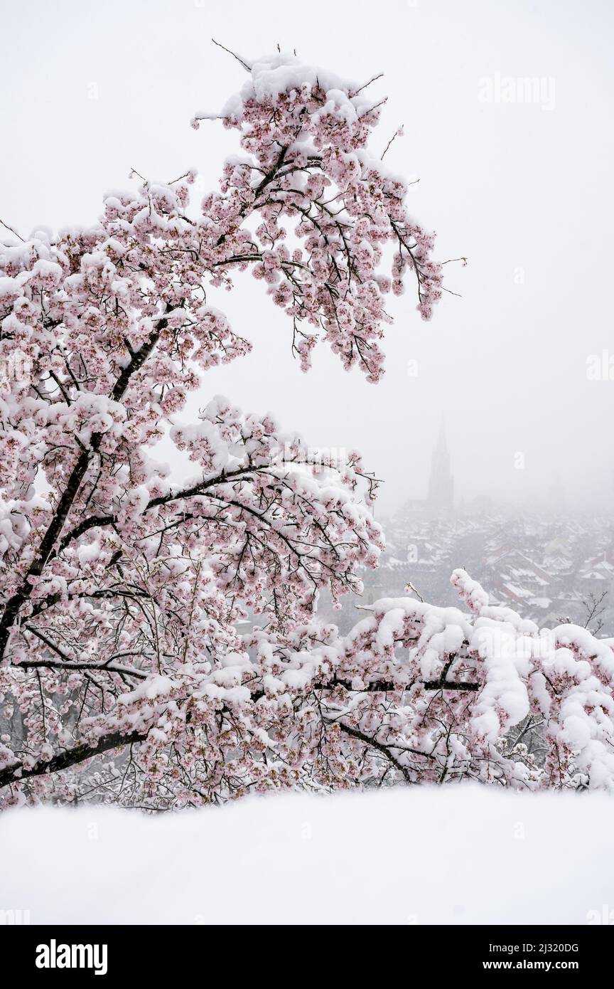 onset of winter over the oldtown of Bern during cherry blossom Stock ...