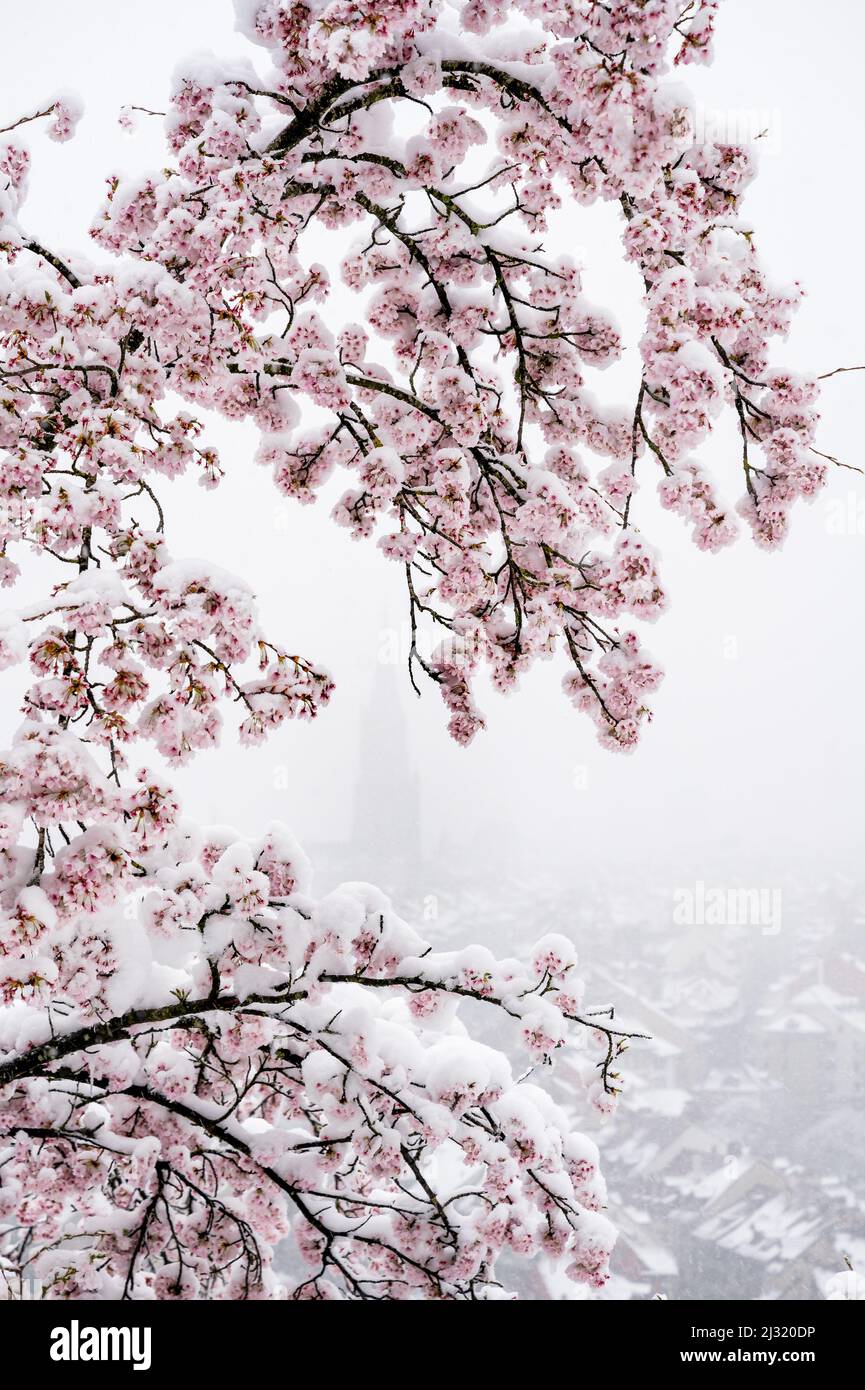 onset of winter over the oldtown of Bern during cherry blossom Stock ...