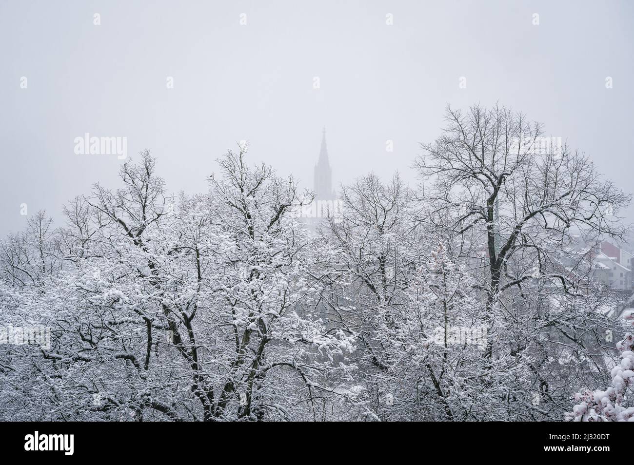 Cherry blossom trees snow covered hi-res stock photography and images ...