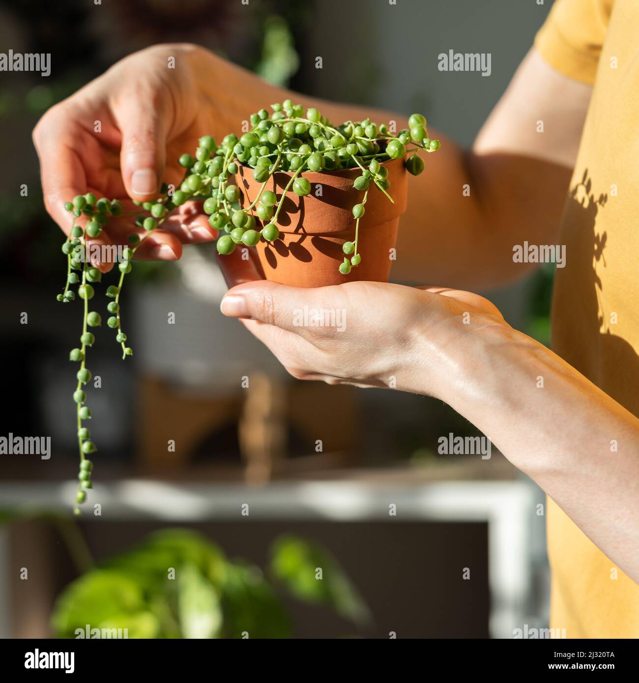 Female hand holding small terracotta pot with Senecio Rowleyanus home ...