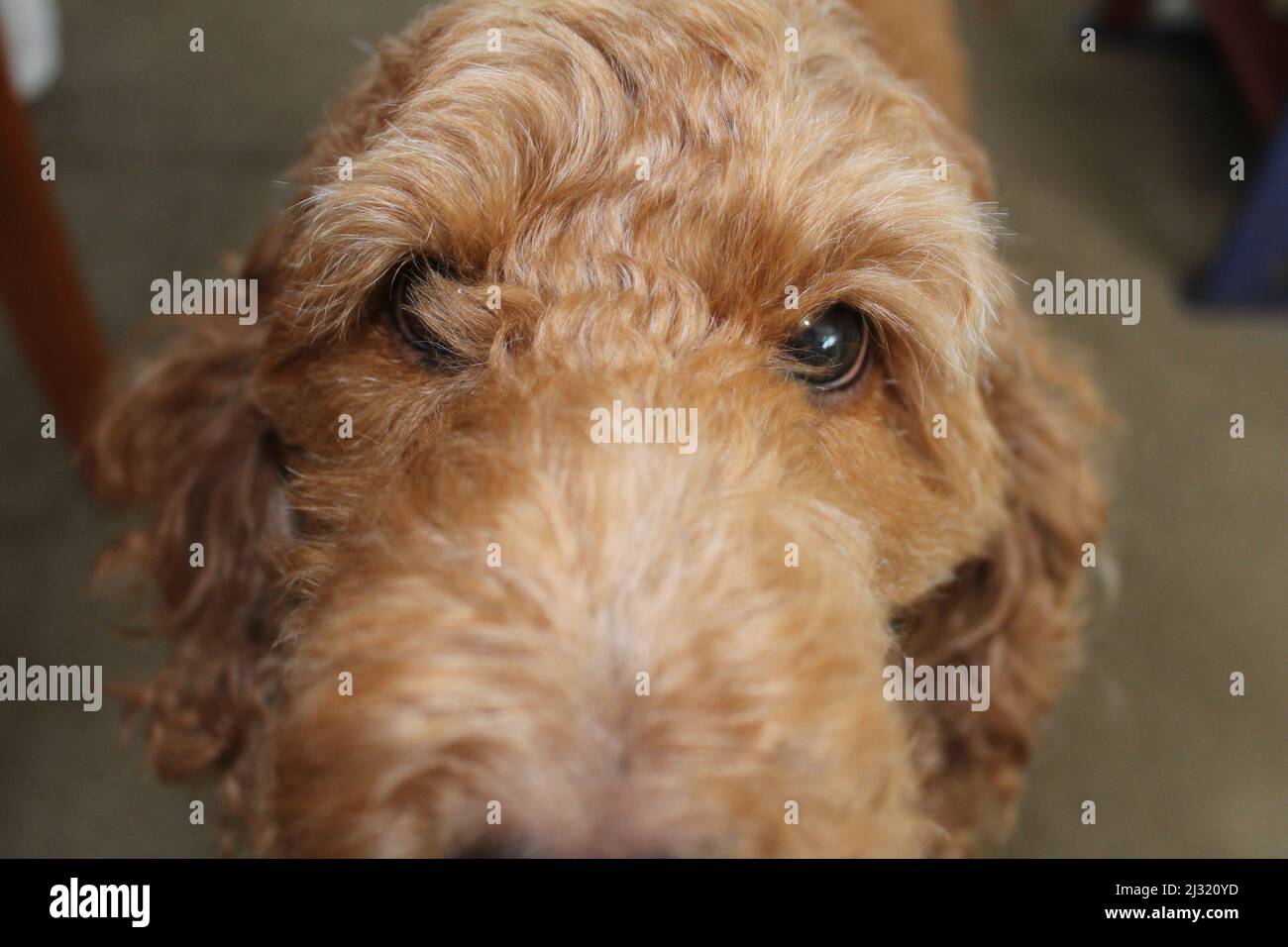 Cute dog staring Stock Photo - Alamy