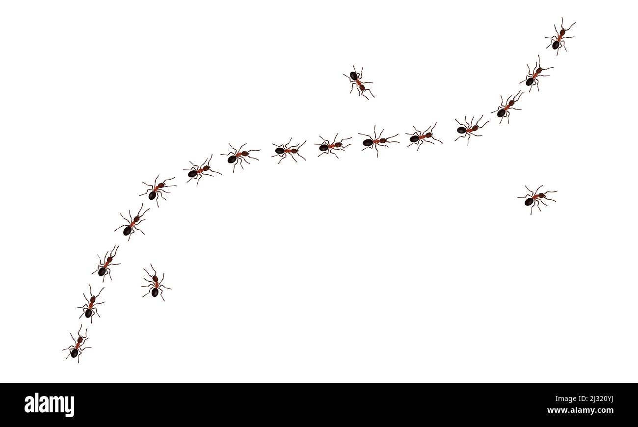 Brown worker ants trail line flat style design vector illustration ...