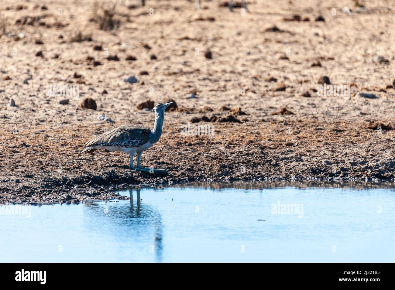The Kori Bustard -Ardeotis kori- is considered to be the largest flying ...