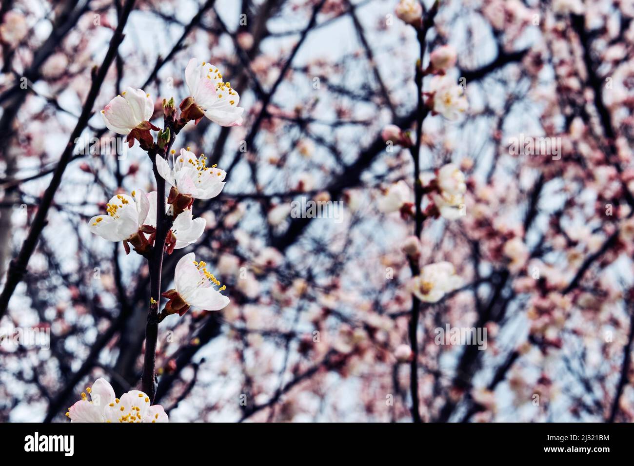 Beautiful red spring flowers hi-res stock photography and images - Alamy