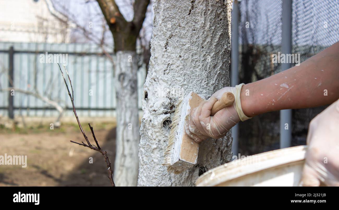 Girl whitewashing a tree trunk in a spring garden. Whitewash of spring ...