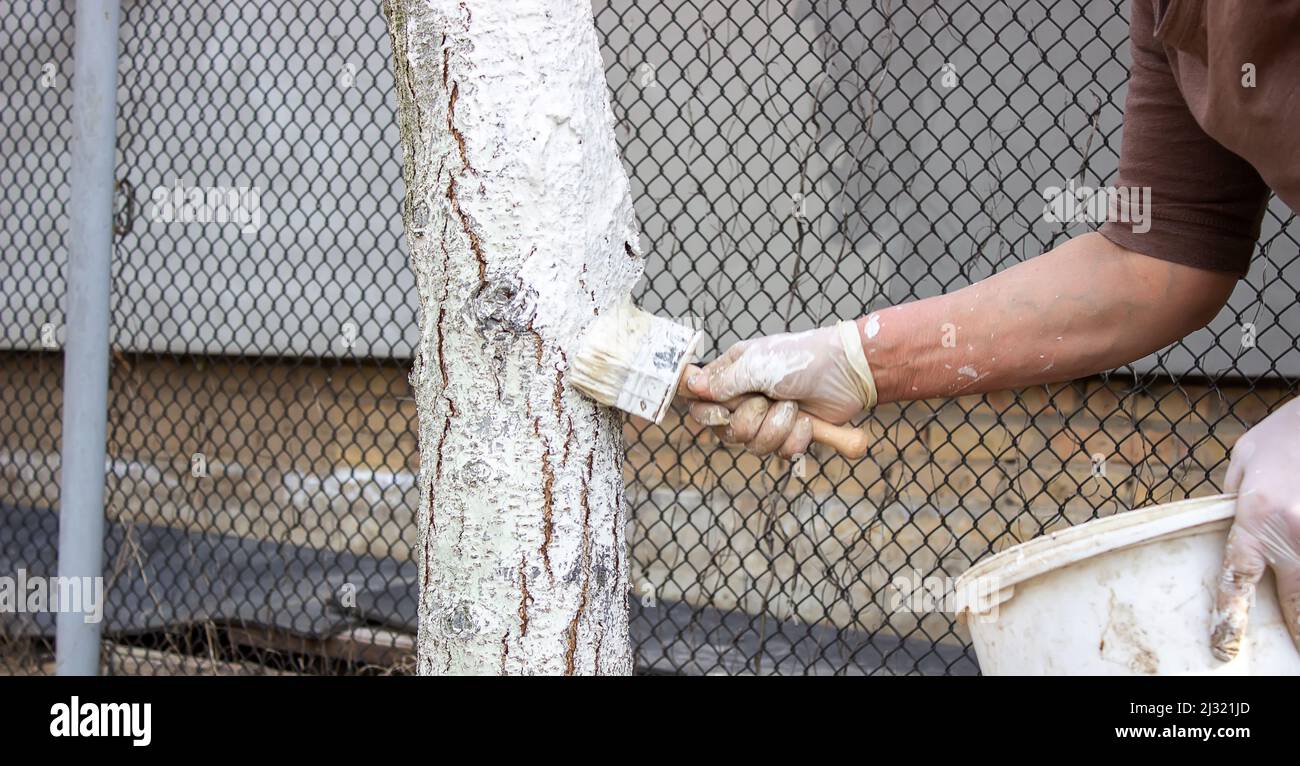 Girl whitewashing a tree trunk in a spring garden. Whitewash of spring ...