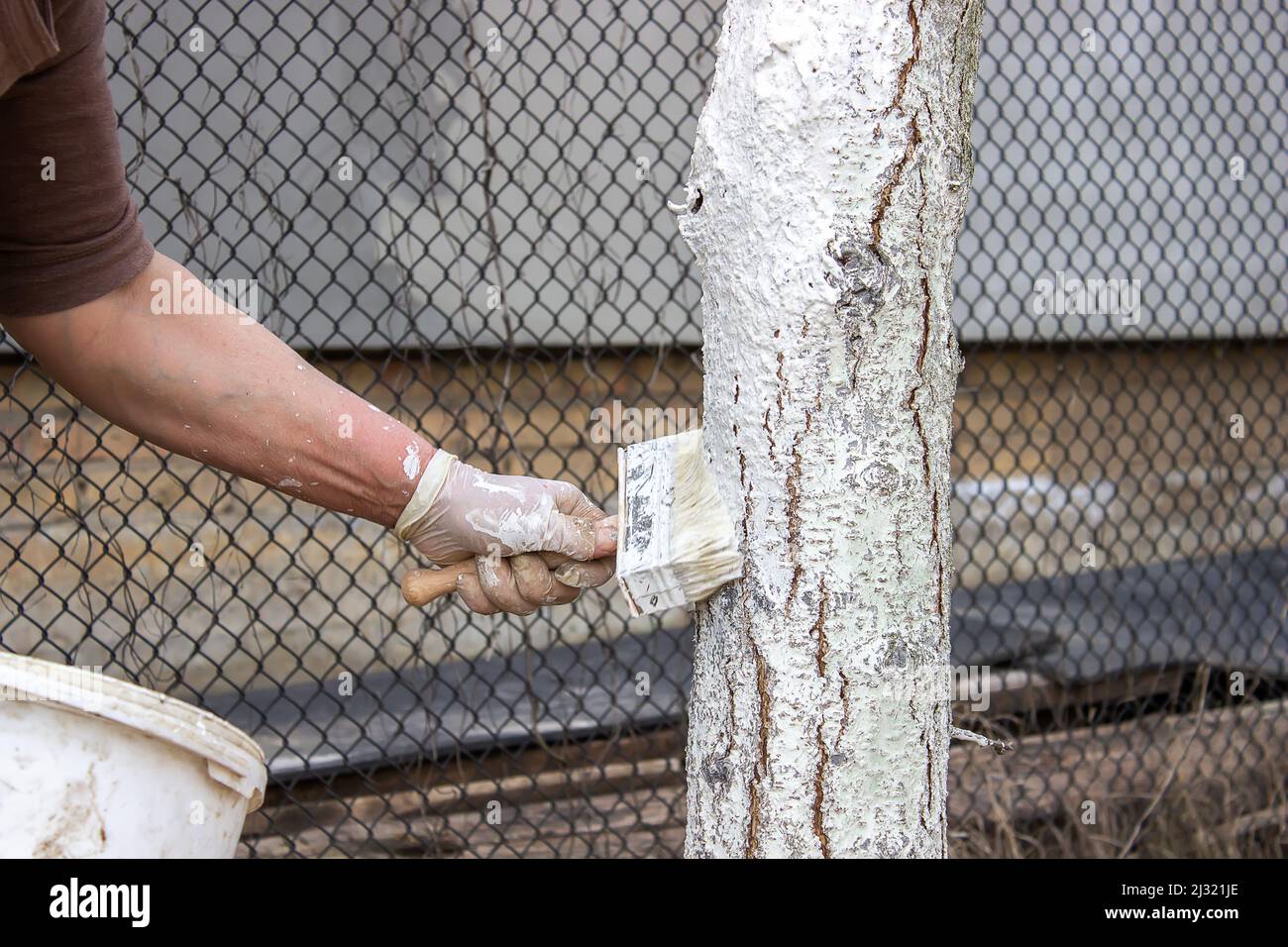 Girl whitewashing a tree trunk in a spring garden. Whitewash of spring ...