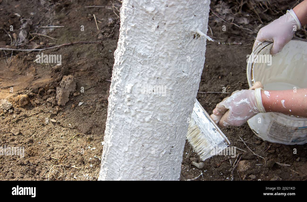 Girl whitewashing a tree trunk in a spring garden. Whitewash of spring ...