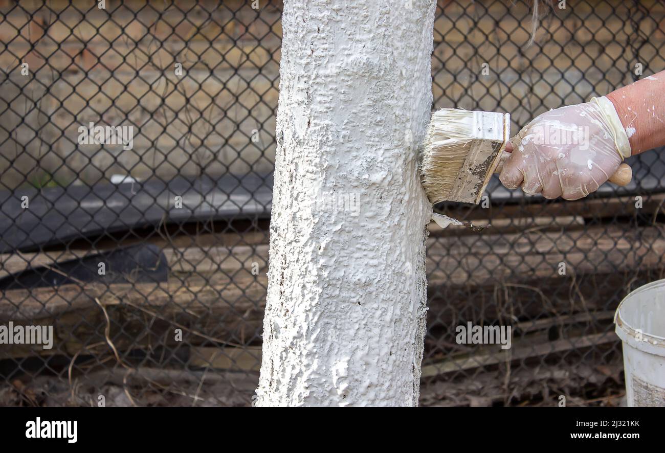 Girl whitewashing a tree trunk in a spring garden. Whitewash of spring ...