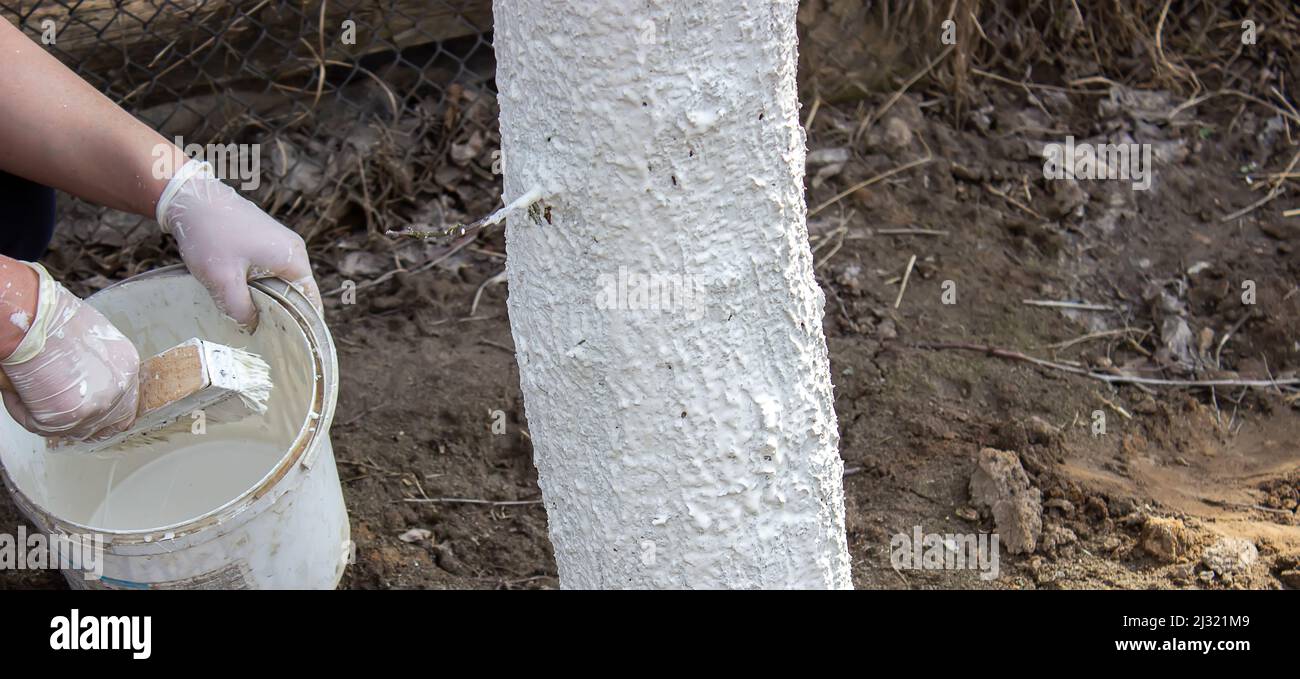 Girl whitewashing a tree trunk in a spring garden. Whitewash of spring ...