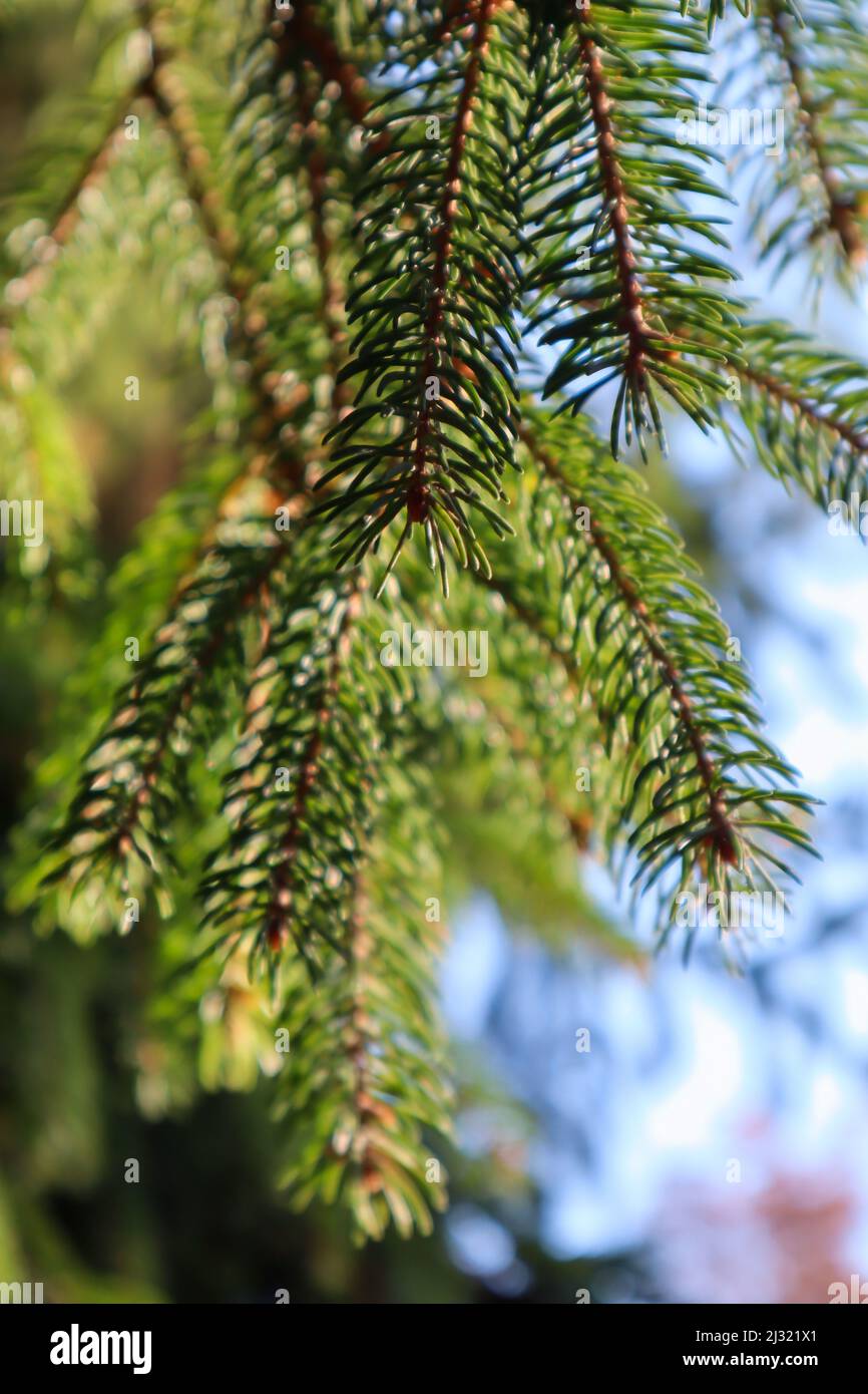 A Close up of pine tree branch being hit by sunlight Stock Photo - Alamy