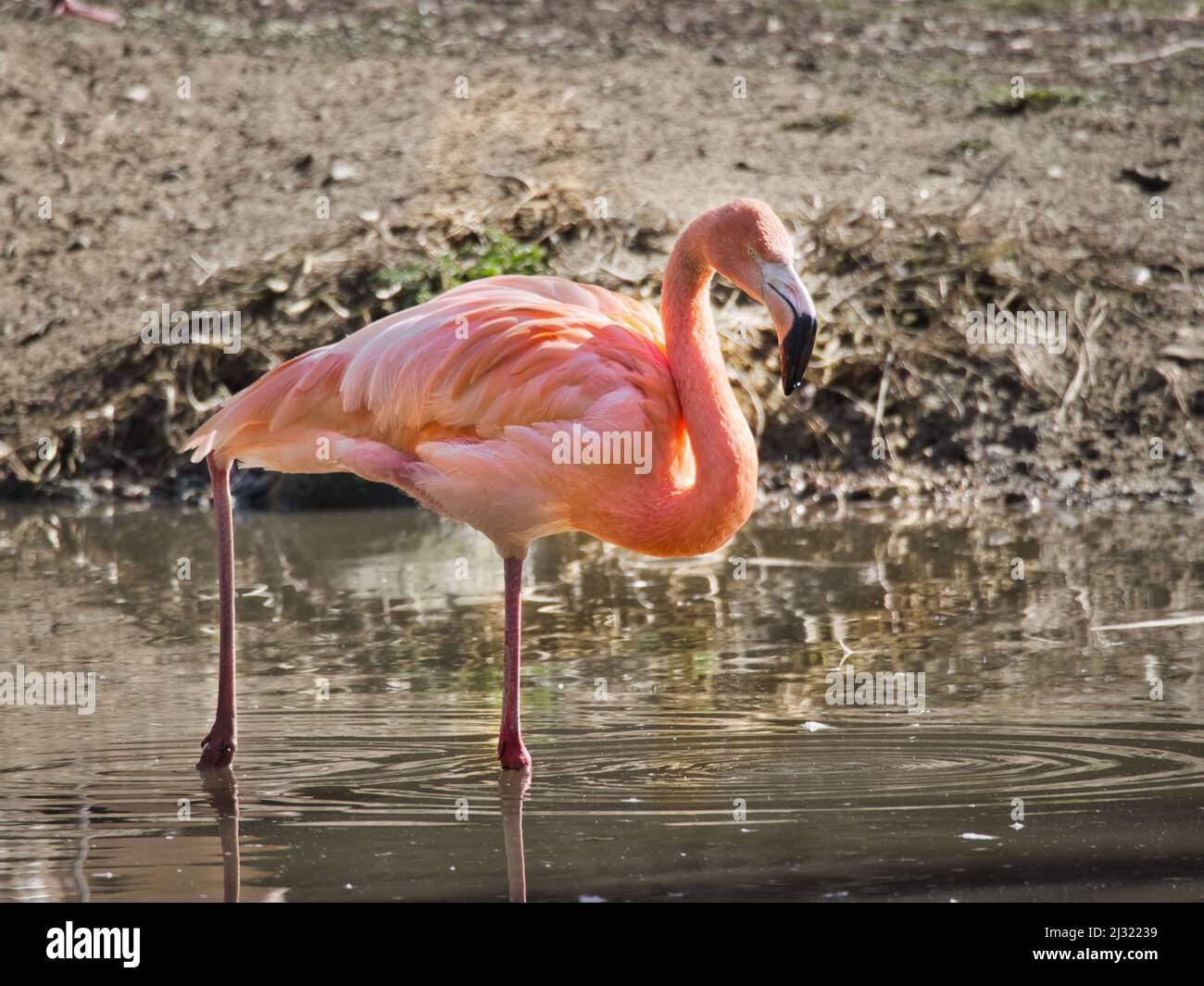 Firebird feather hi-res stock photography and images - Alamy