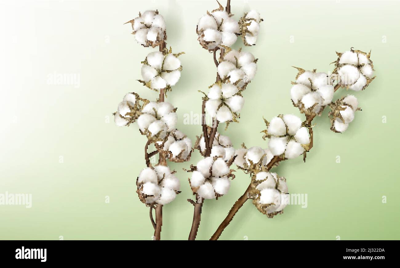 Realistic cotton branches with flowers, beautiful stems with white ...