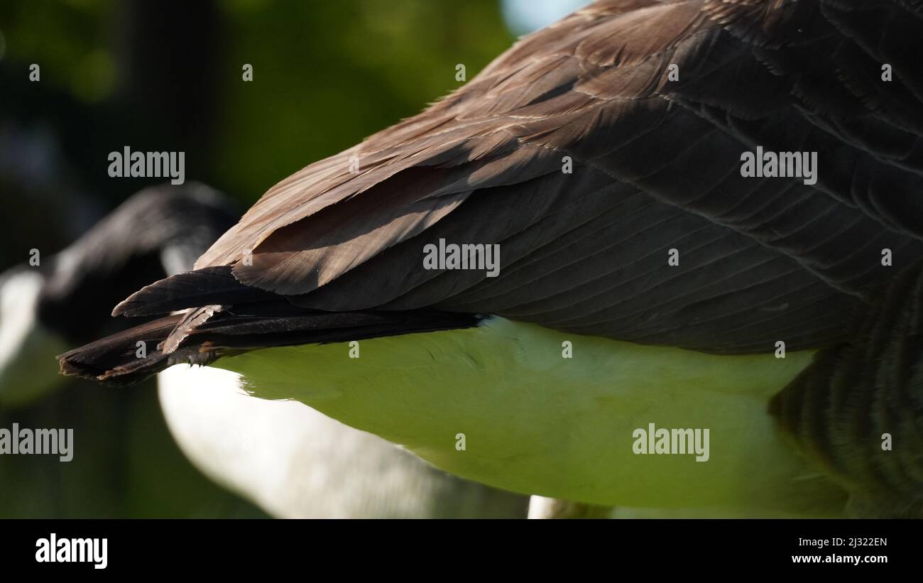 Anserinae goose hi-res stock photography and images - Alamy
