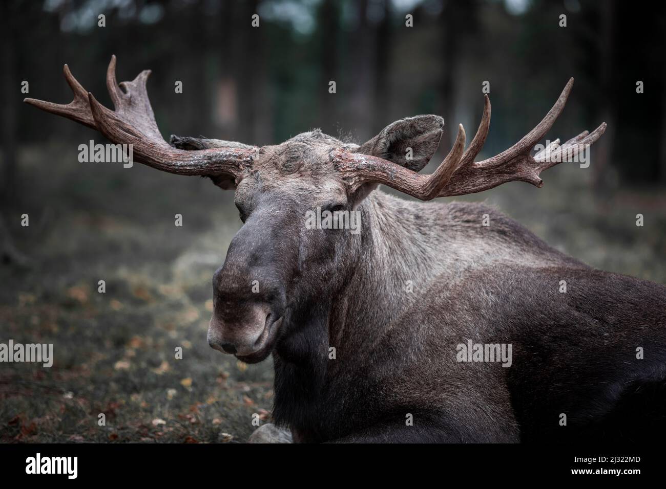 Moose with antlers resting lying on the forest floor in Sweden Stock ...