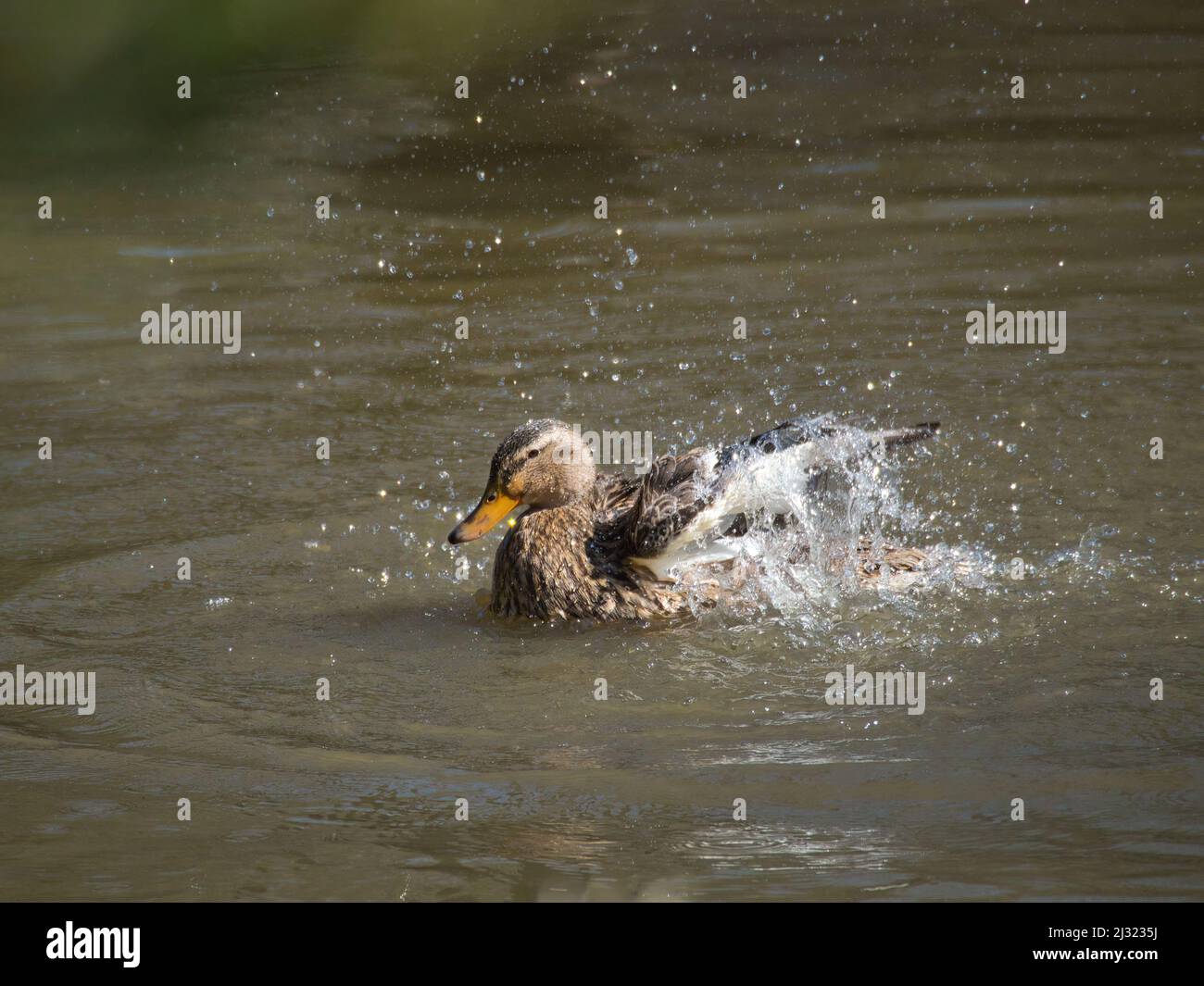 Female duck splashing in brown water in a duck pond on a sunny afternoon, freezed moment of a ...