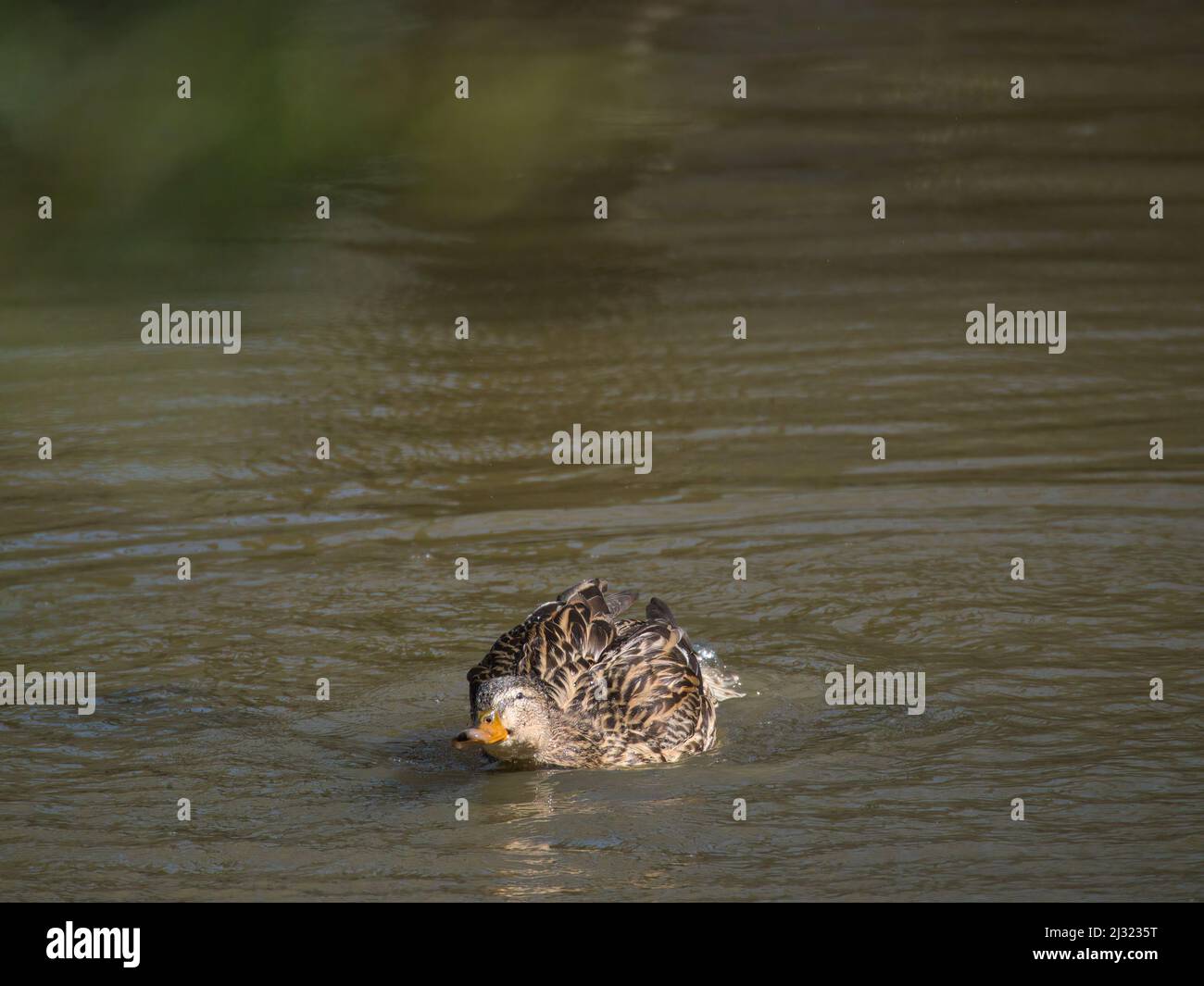 Female duck splashing in brown water in a duck pond on a sunny ...