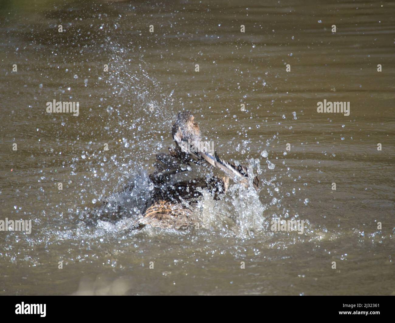 Female duck splashing in brown water in a duck pond on a sunny ...