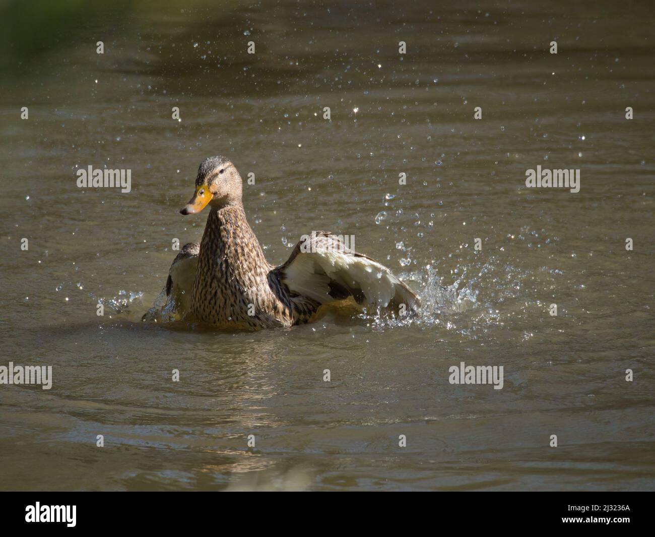 Female duck splashing in brown water in a duck pond on a sunny ...