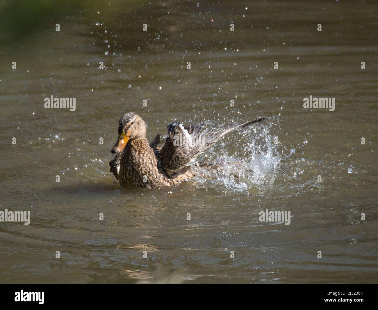 Female duck splashing in brown water in a duck pond on a sunny ...