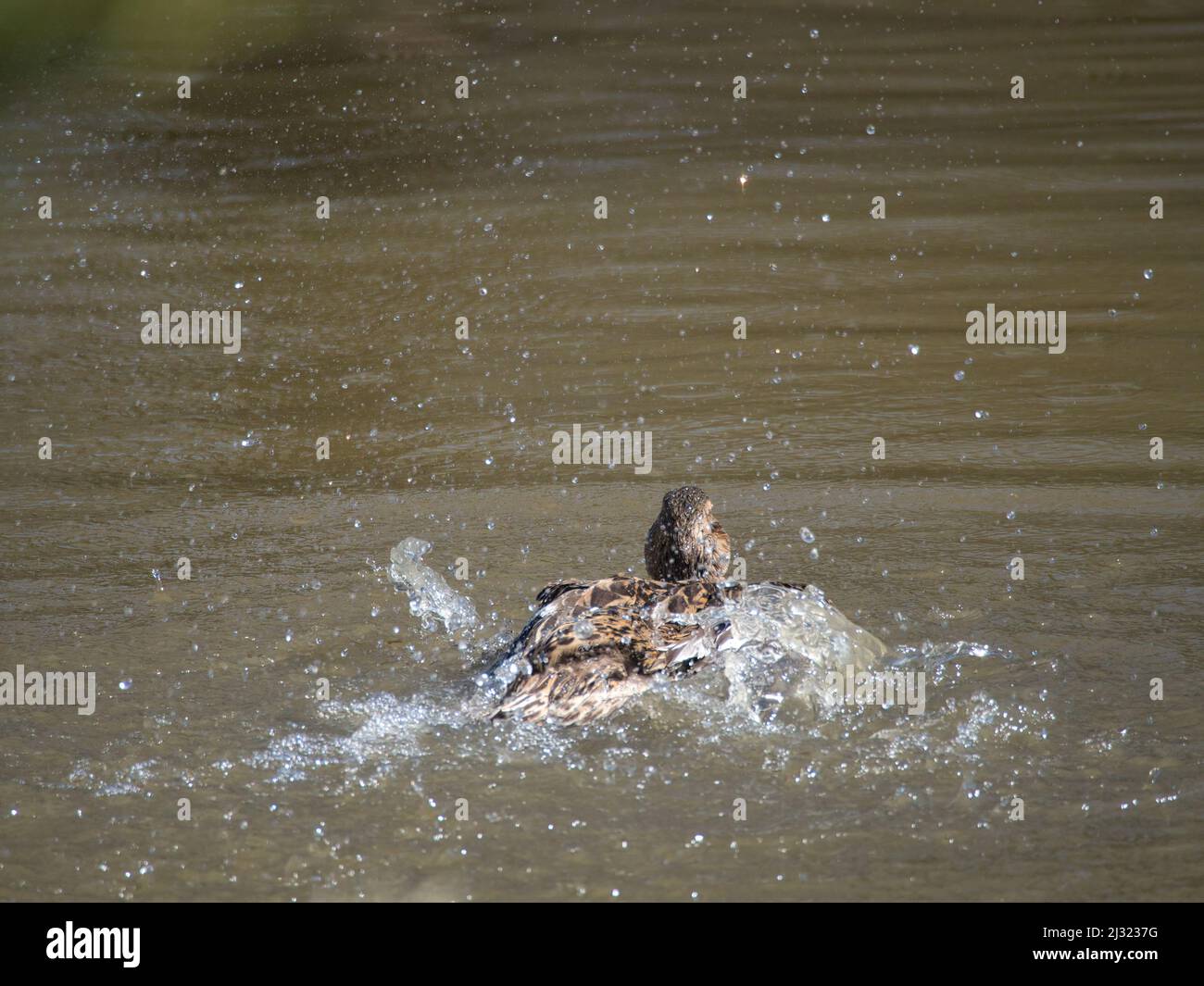 Female duck splashing in brown water in a duck pond on a sunny ...