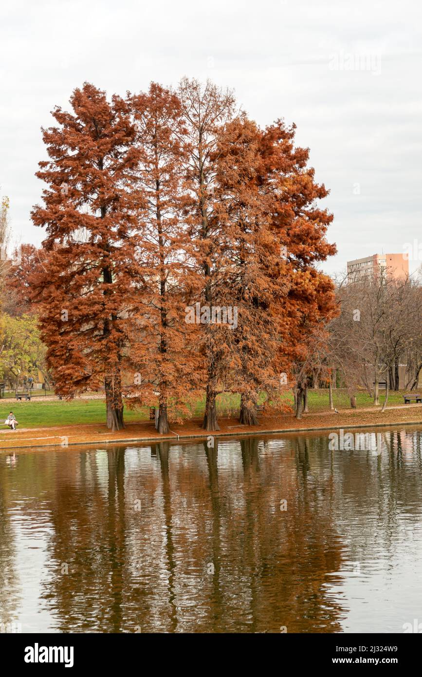 A vertical shot of tall trees with autumn orange foliage on a lakeshore ...