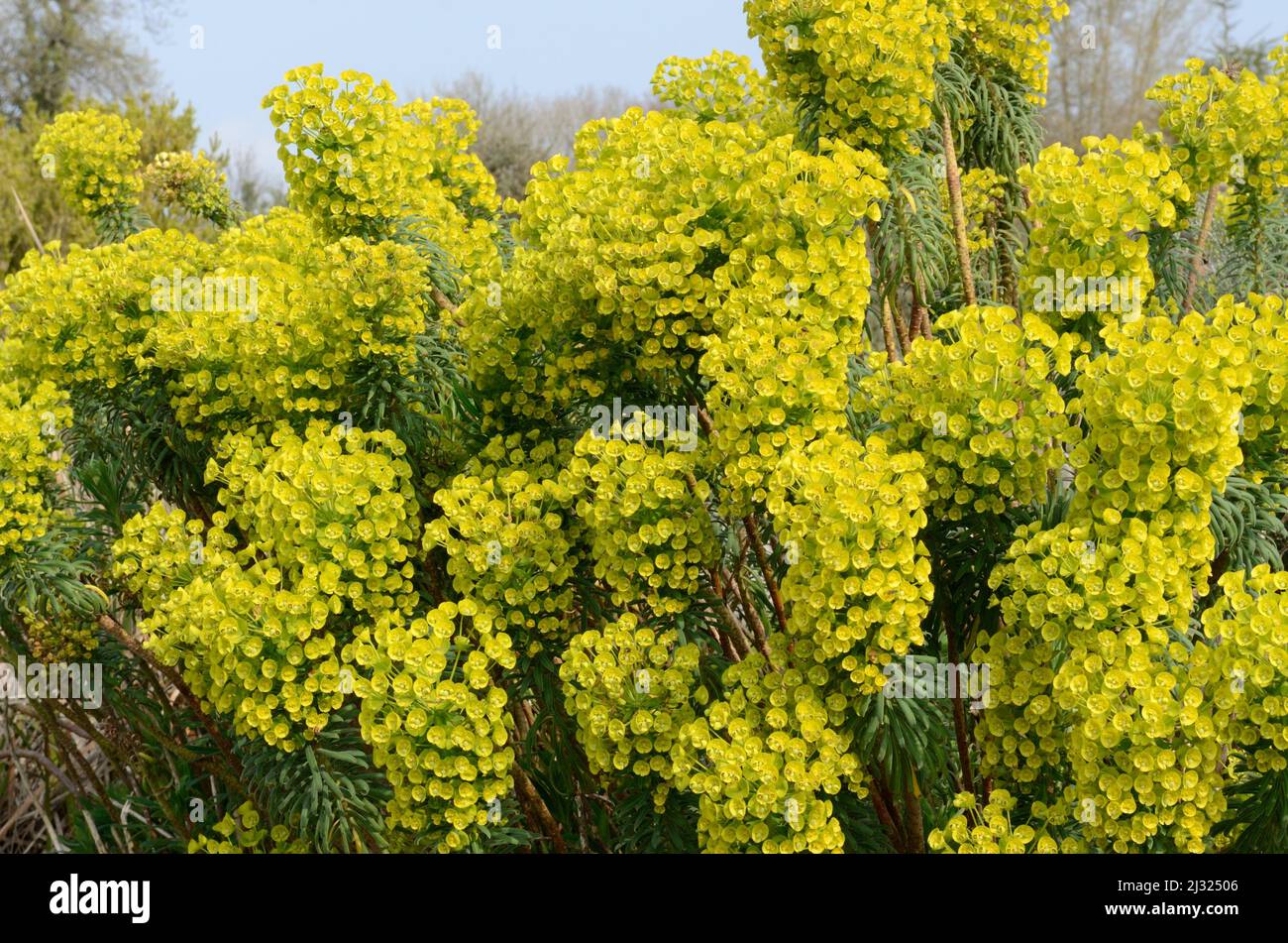 Bright yellow flowers of Euphorbia characias Forescate Spurge Stock ...
