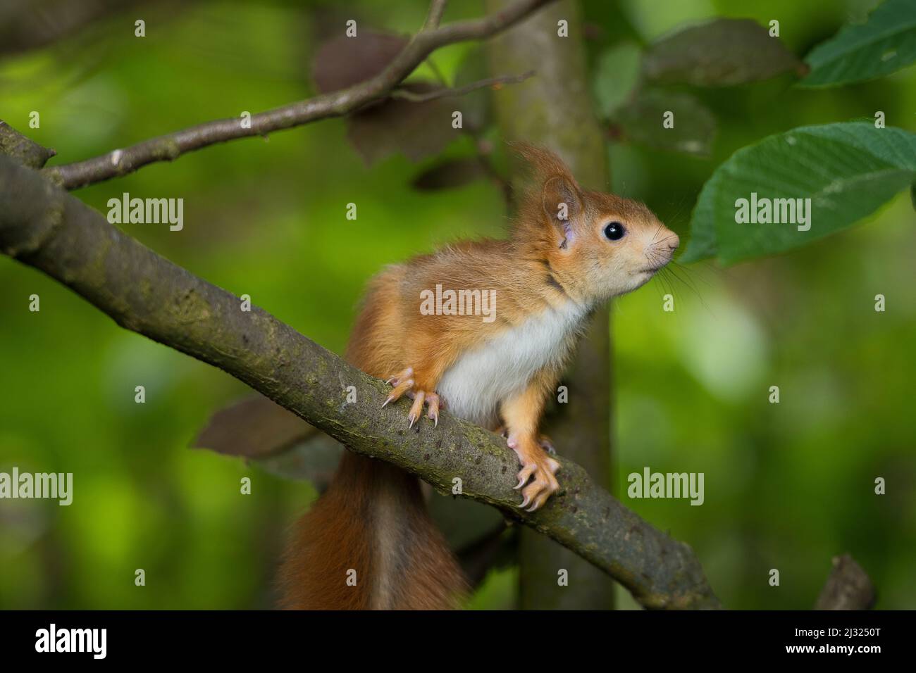 Young quirrel in a tree Stock Photo - Alamy