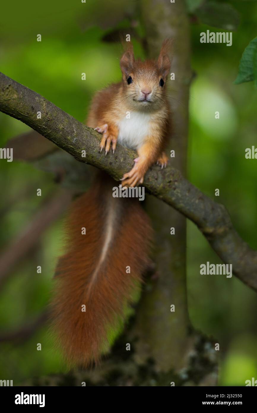 Tree quirrel hi-res stock photography and images - Alamy