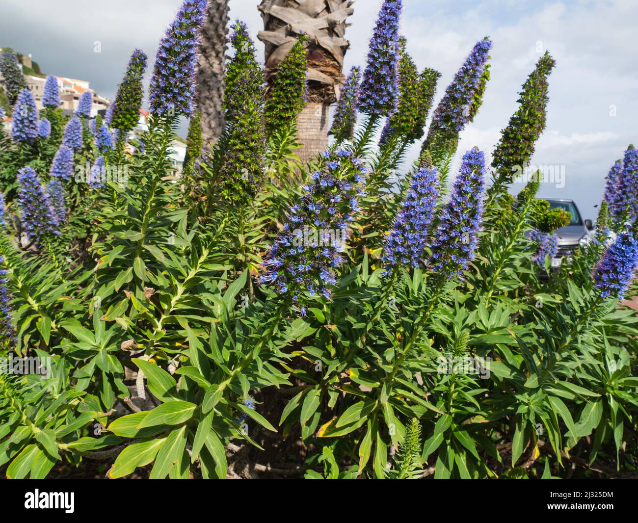 Pride of Madeira flowers Madeira Portugal EU species of flowering plant ...